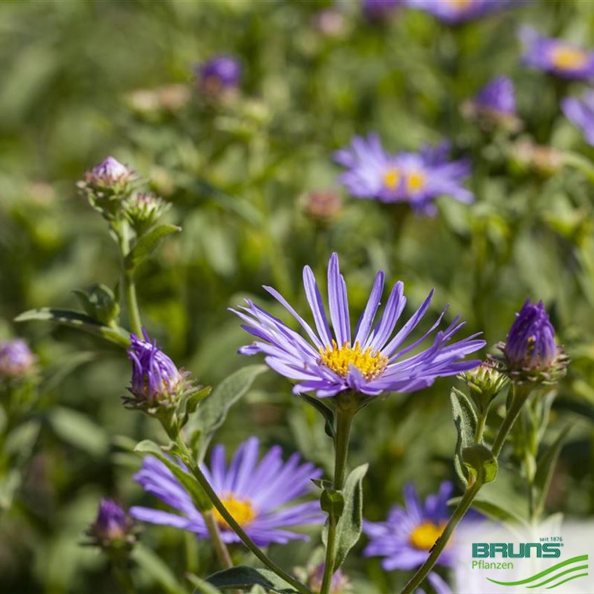 Aster amellus 'Sternkugel' von Bruns Pflanzen