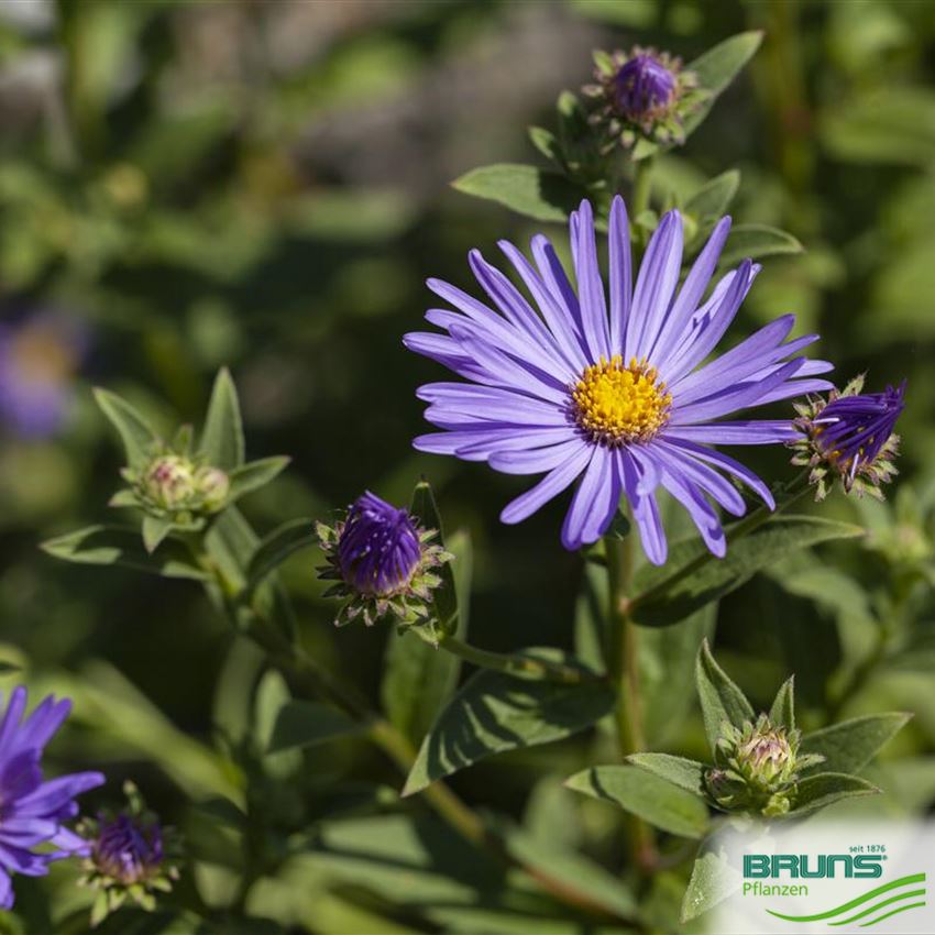 Aster amellus 'Sternkugel' von Bruns Pflanzen