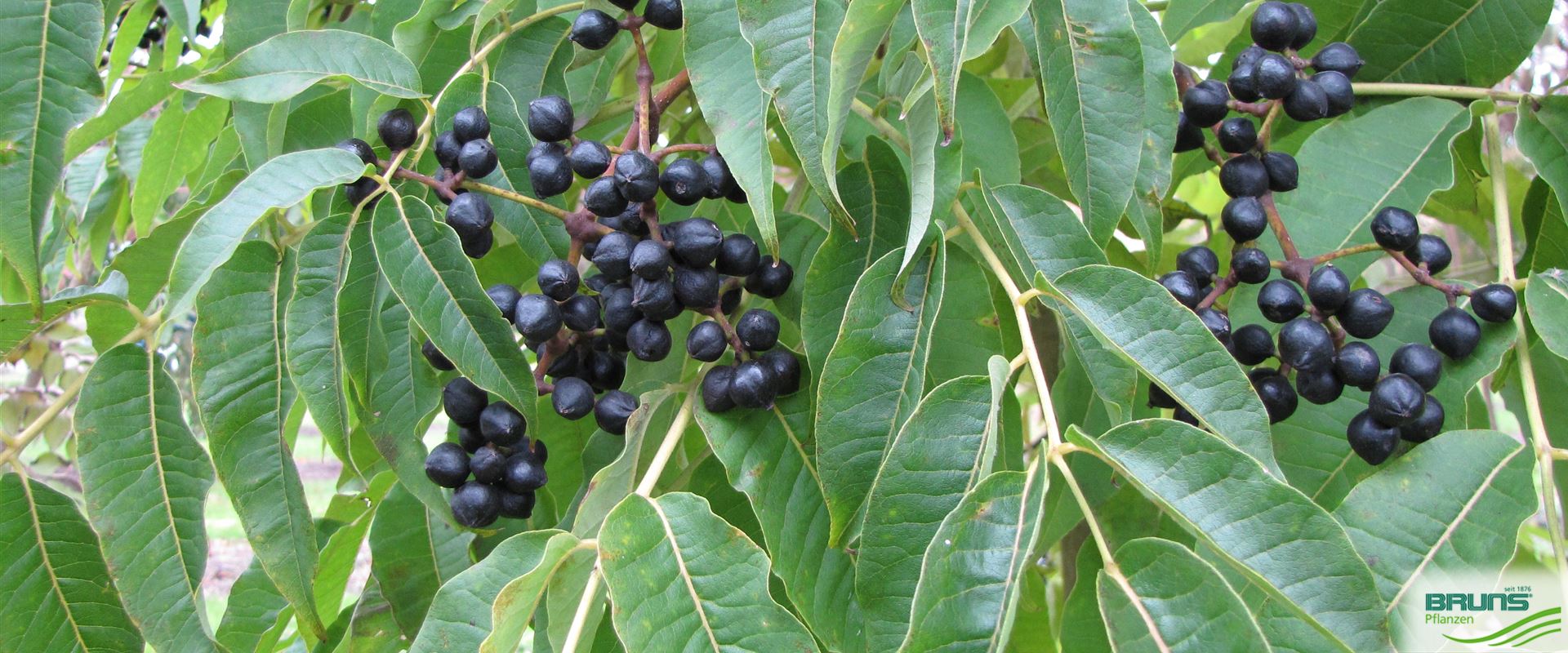 Phellodendron amurense, Amur-Korkbaum von Bruns Pflanzen