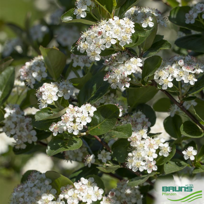 Aronia prunifolia 'Viking' von Bruns Pflanzen