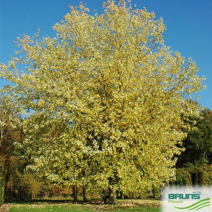 Acer saccharinum, Silber-Ahorn von Bruns Pflanzen