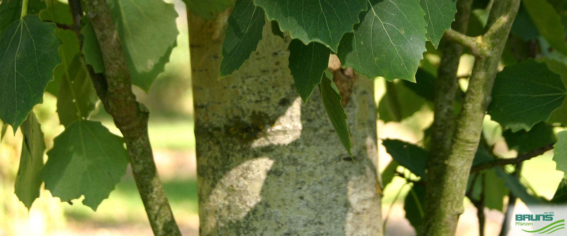Populus tremula 'Erecta', Säulen-Zitterpappel, Säulen-Espe von Bruns ...