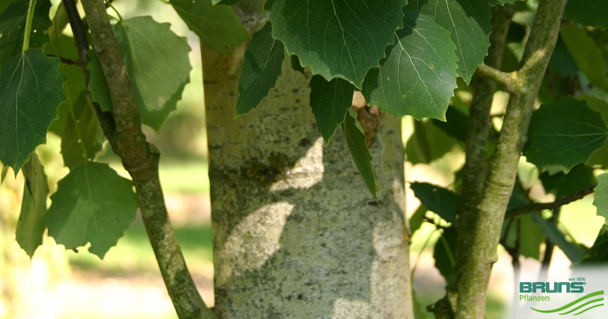 Populus tremula 'Erecta' von Bruns Pflanzen