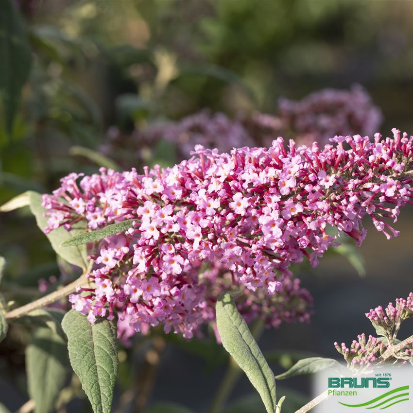 Buddleja 'Pink Delight' von Bruns Pflanzen