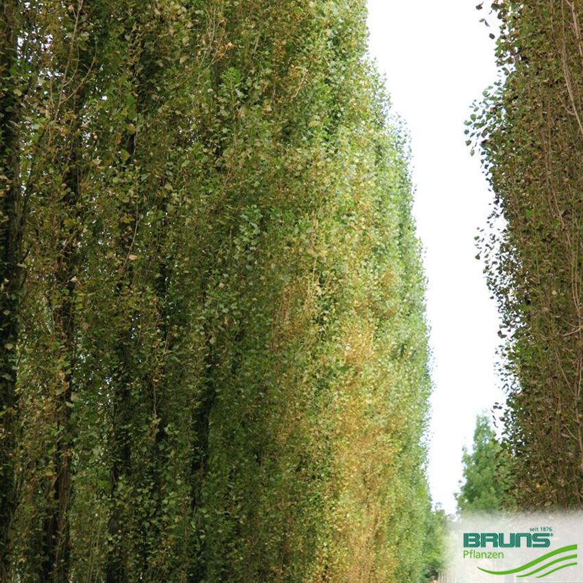 Populus nigra 'Italica', Pyramiden-Pappel, Säulen-Pappel von Bruns Pflanzen