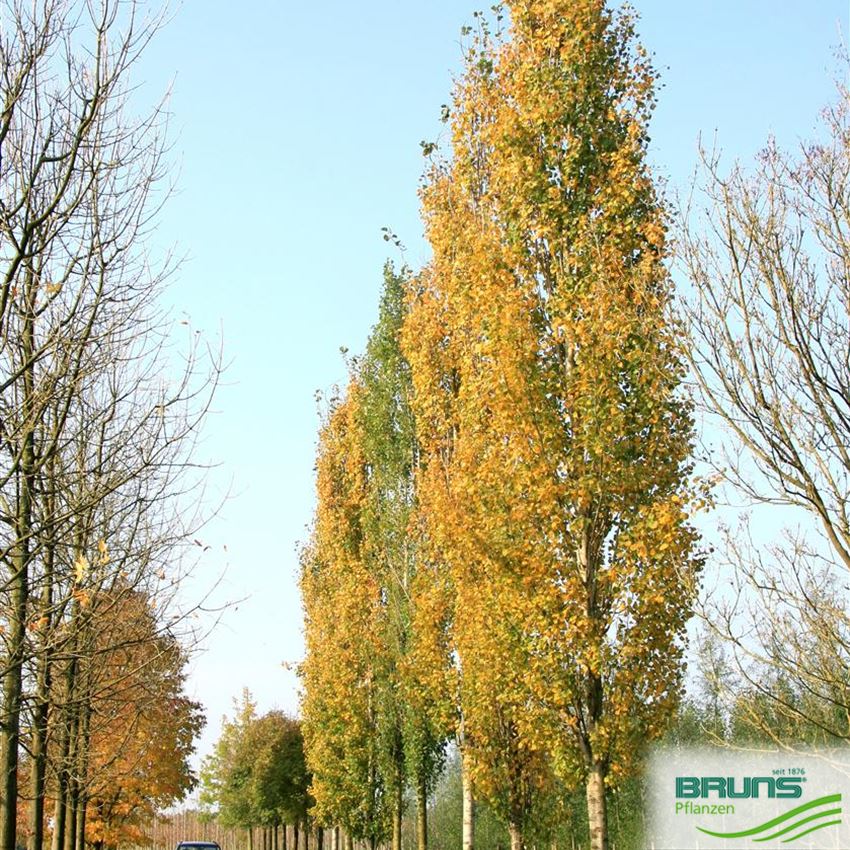 Populus tremula 'Erecta', Säulen-Zitterpappel, Säulen-Espe von Bruns ...