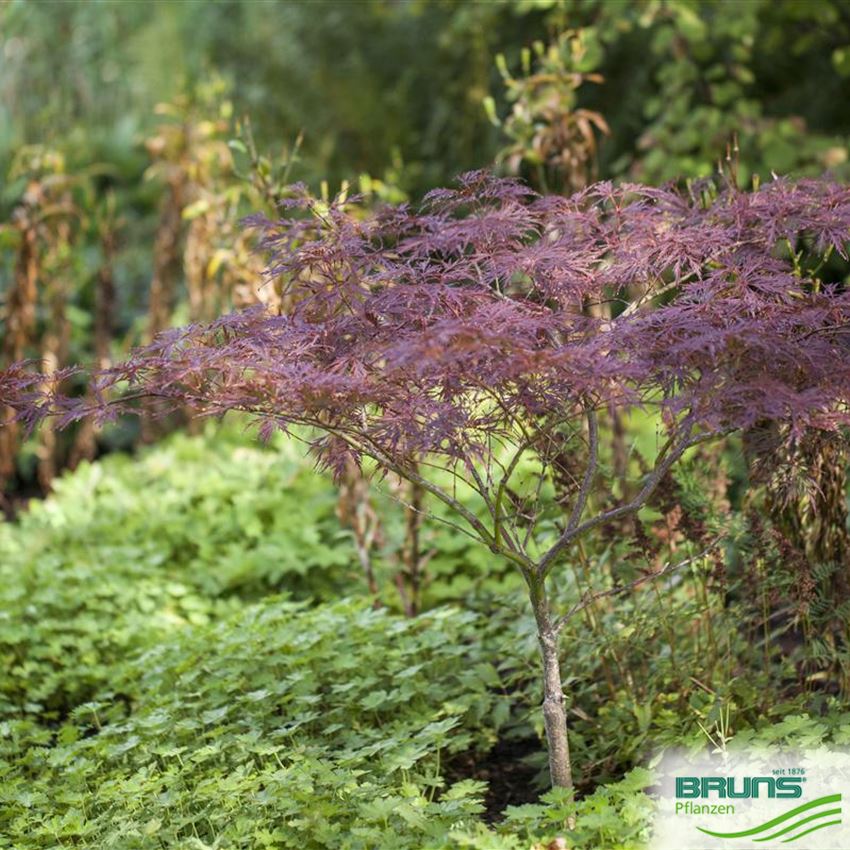 Acer palmatum 'Dissectum Inaba-Shidare' von Bruns Pflanzen