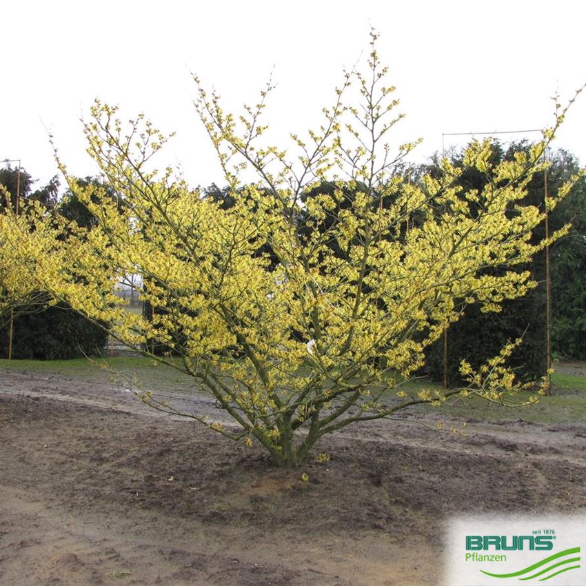 Hamamelis mollis, Chinese witch hazel von Bruns Pflanzen