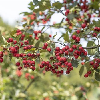 Crataegus coccinea, Scarlet haw von Bruns Pflanzen