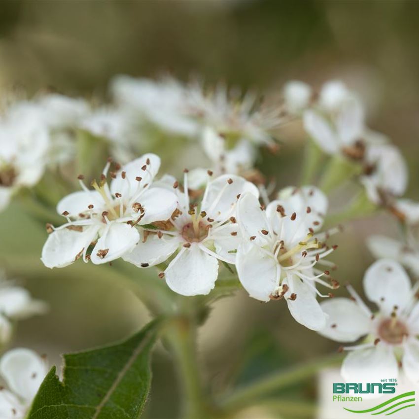 Crataegus crus-galli, Hahnensporn-Weißdorn von Bruns Pflanzen