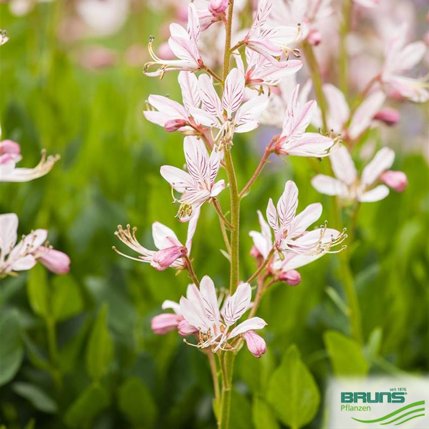 Dictamnus albus, Dittany, Fraxinella von Bruns Pflanzen