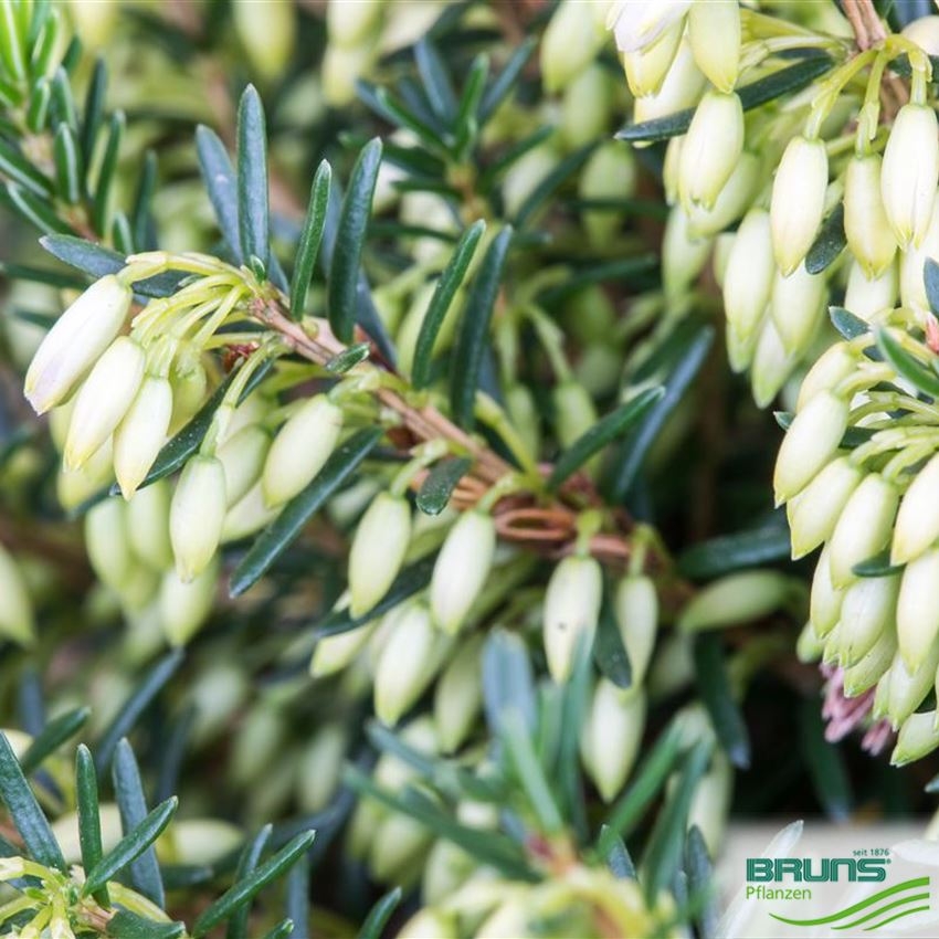 Erica carnea in Sorten von Bruns Pflanzen