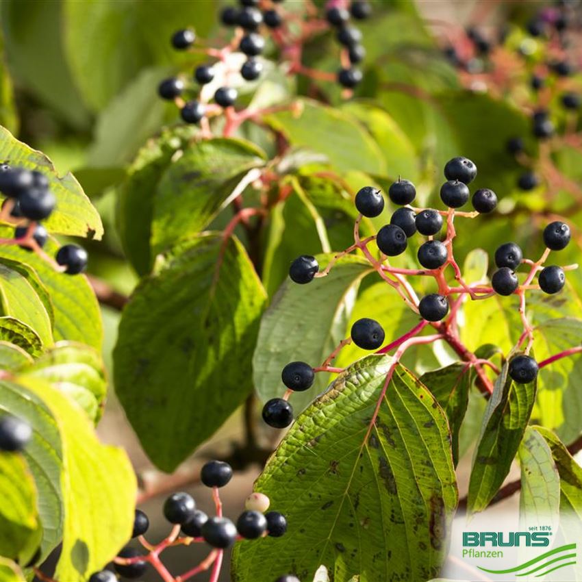 Cornus sanguinea, Dogwood von Bruns Pflanzen