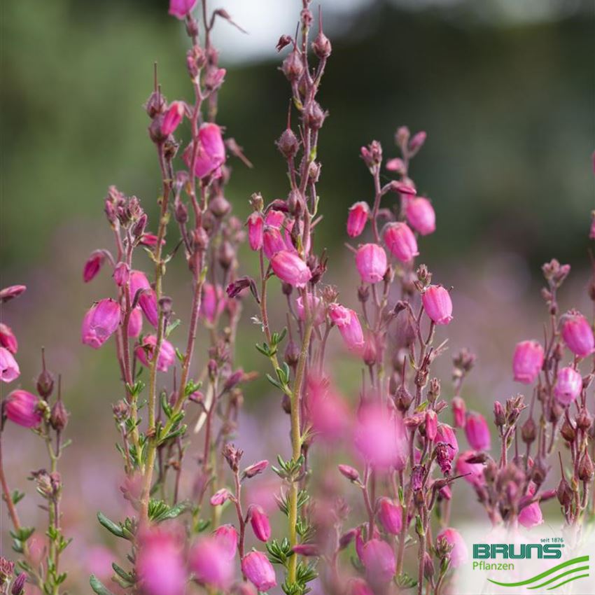 Daboecia cantabrica 'Arielle' (S) von Bruns Pflanzen