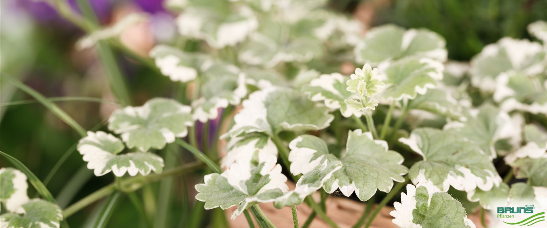 Glechoma hederacea 'Variegata', Weißgrüner Gundermann von Bruns Pflanzen
