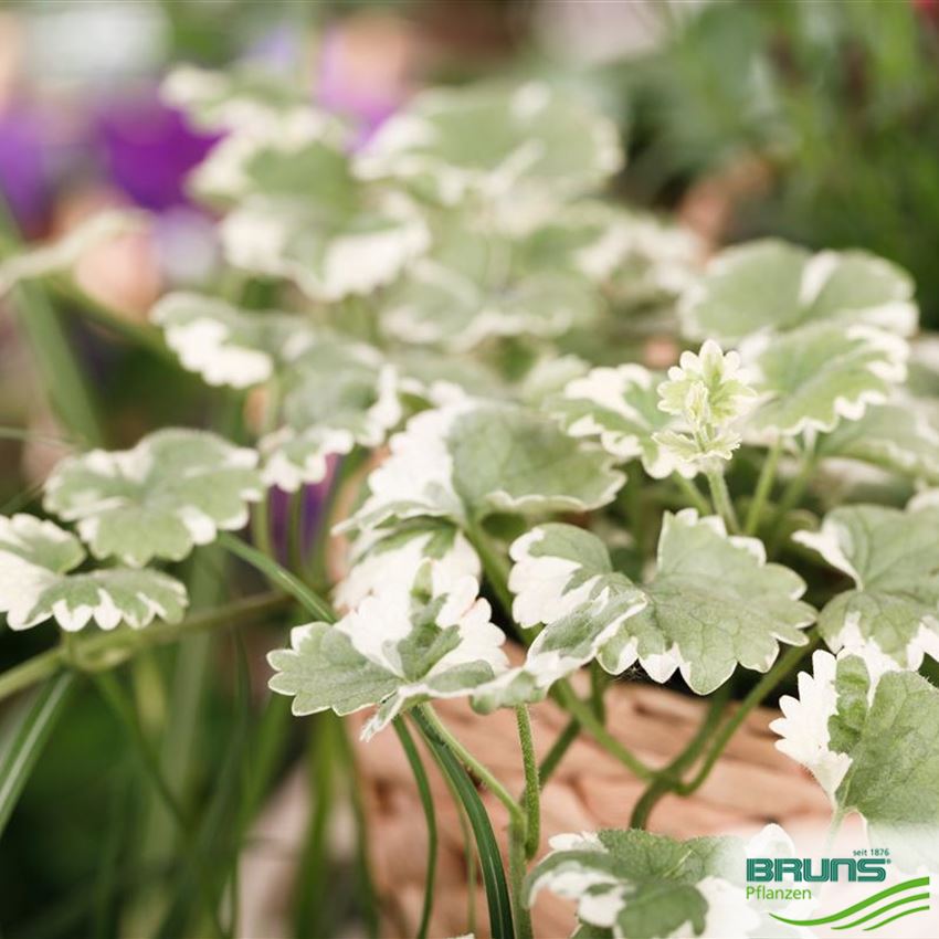 Glechoma hederacea 'Variegata' von Bruns Pflanzen