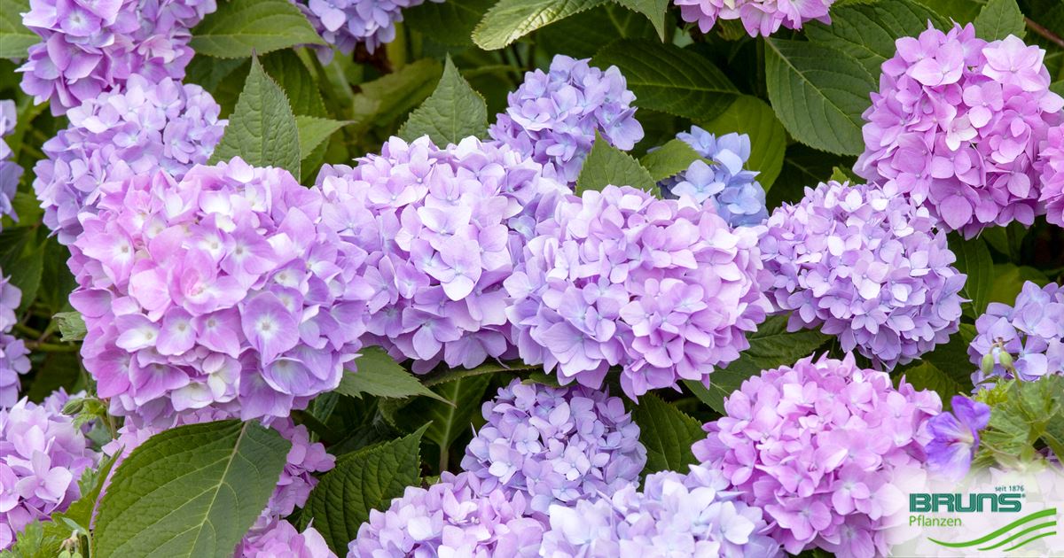 Hydrangea 'Endless Summer' (R) arbor. 'Bella Anna' (R) von Bruns Pflanzen