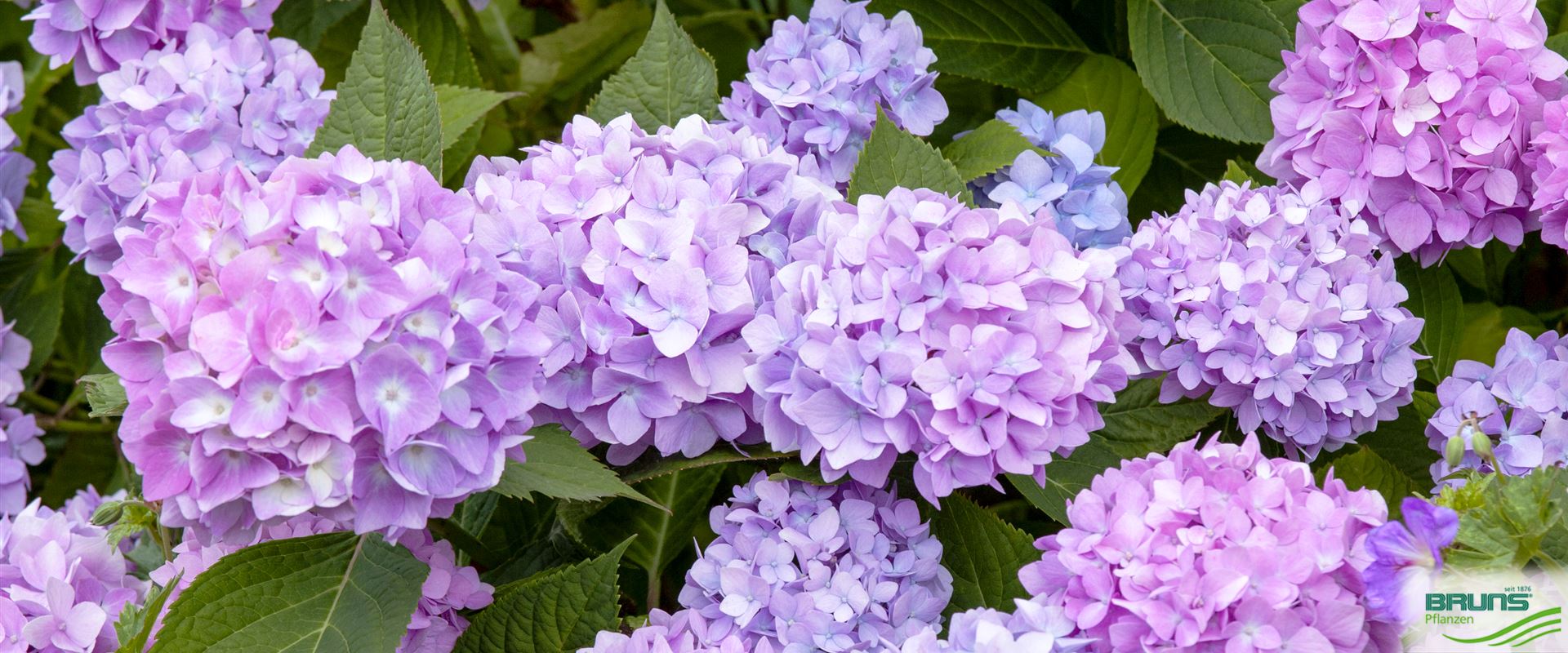 Hydrangea 'Endless Summer' (R) arbor. 'Bella Anna' (R) von Bruns Pflanzen