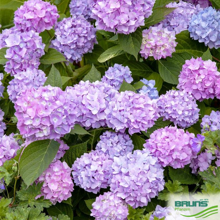 Hydrangea 'Endless Summer' (R) arbor. 'Bella Anna' (R) von Bruns Pflanzen