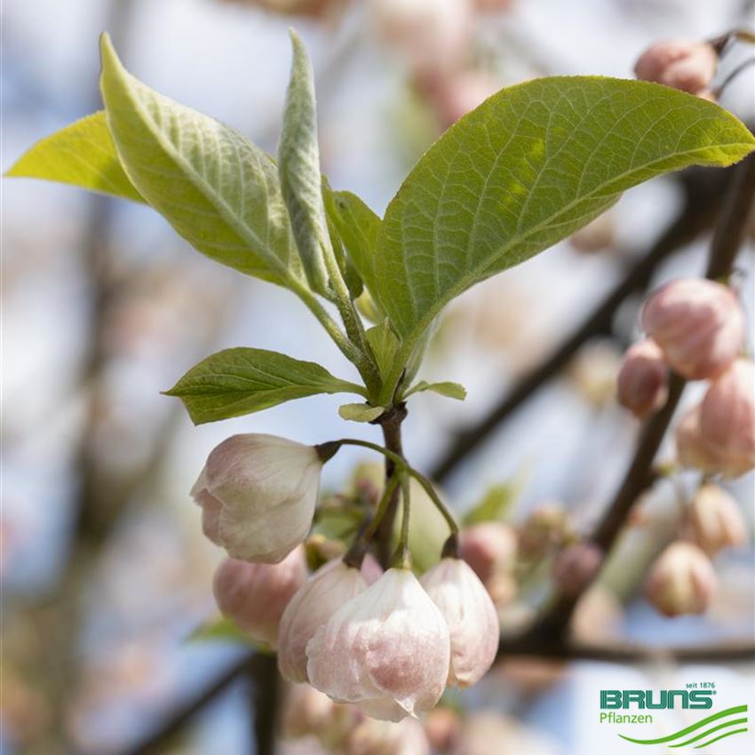 Halesia carolina, Snowdrop tree von Bruns Pflanzen