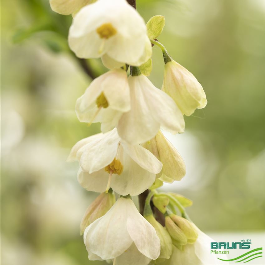 Halesia carolina, Snowdrop tree von Bruns Pflanzen