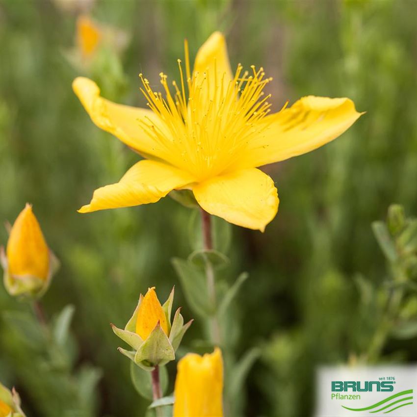 Hypericum polyphyllum 'Grandiflorum', Polster-Johanniskraut von Bruns ...
