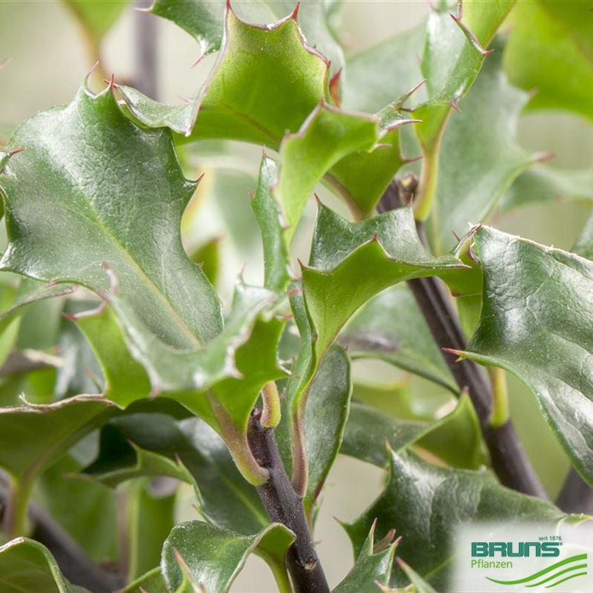 Ilex meserveae 'Blue Angel'(R) von Bruns Pflanzen