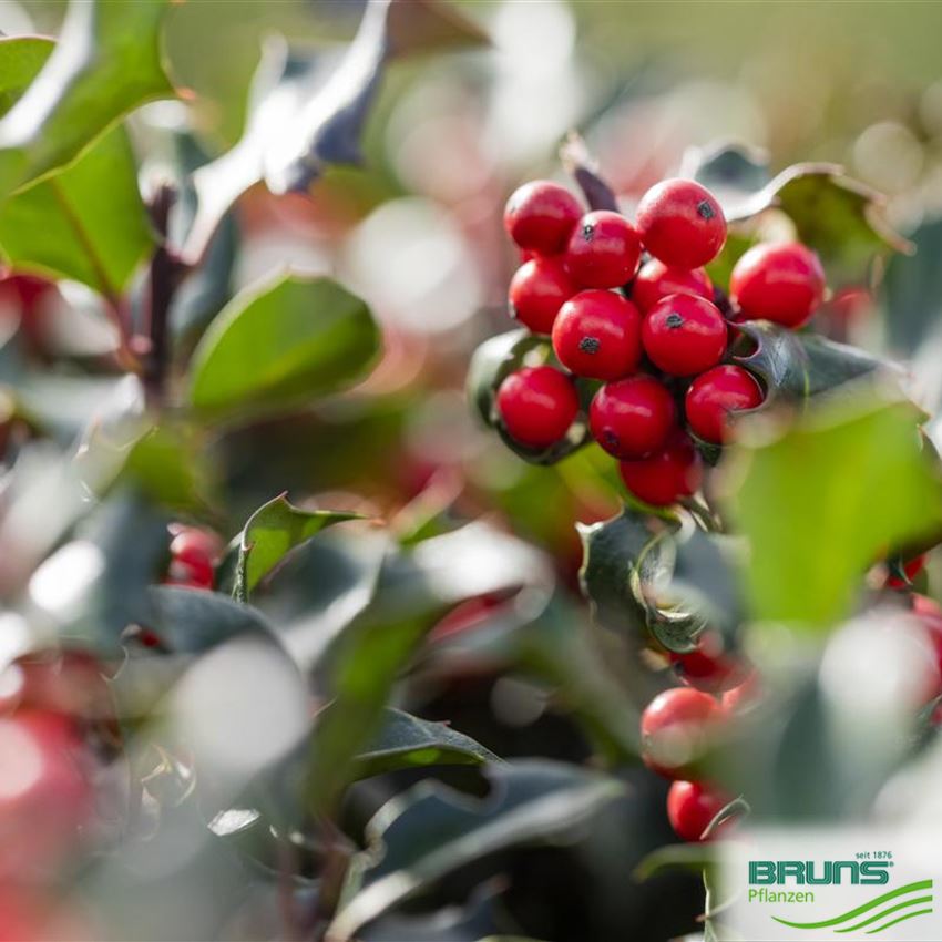 Ilex meserveae 'Blue Angel'(R) von Bruns Pflanzen