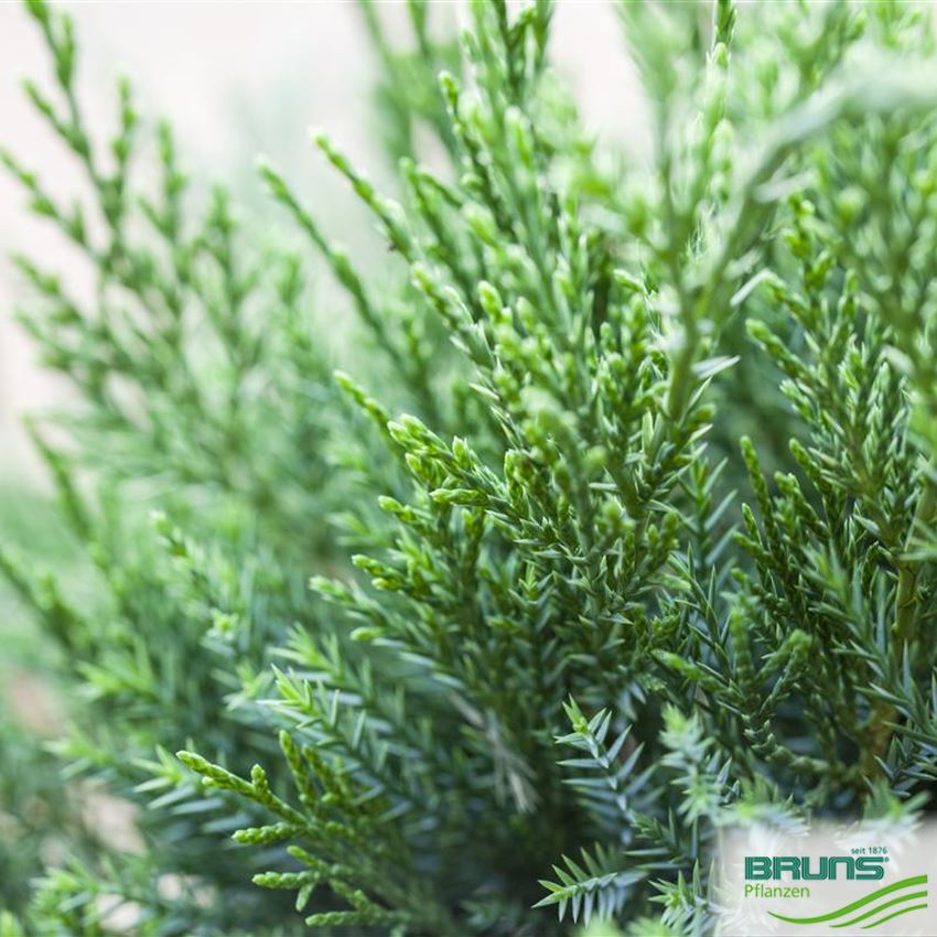 Juniperus media 'Mint Julep' von Bruns Pflanzen