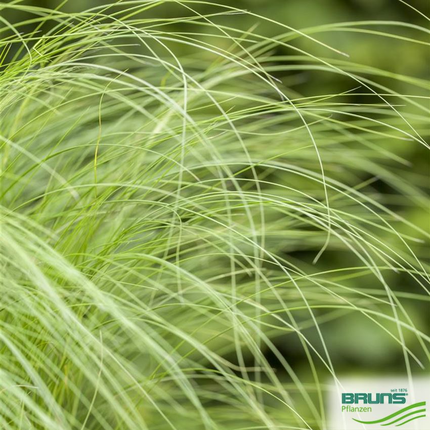 Nassella tenuissima von Bruns Pflanzen