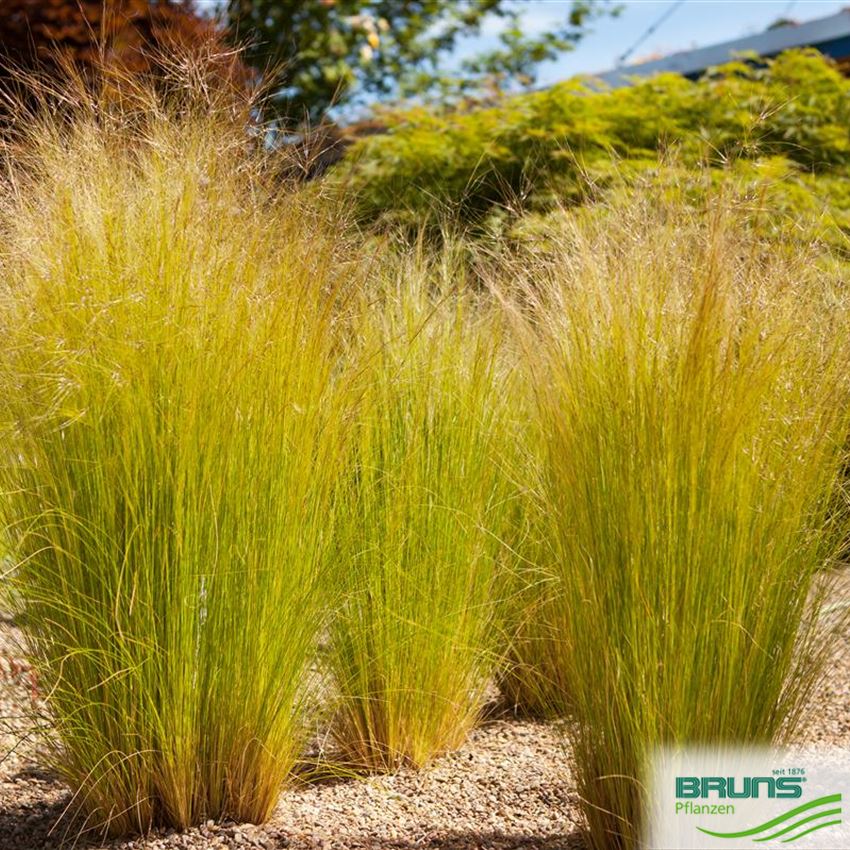 Nassella tenuissima von Bruns Pflanzen