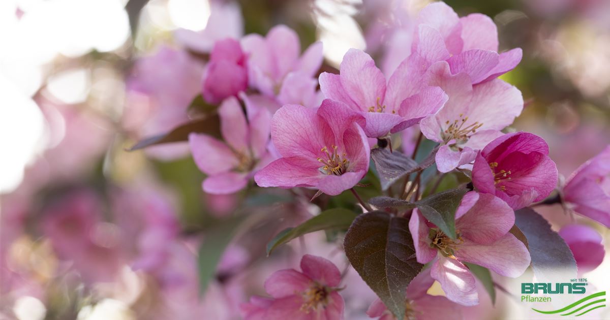 Malus 'Red Splendor' von Bruns Pflanzen