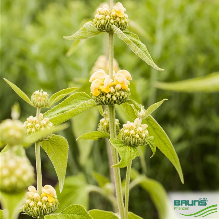 Phlomis russeliana, Turkish Sage von Bruns Pflanzen