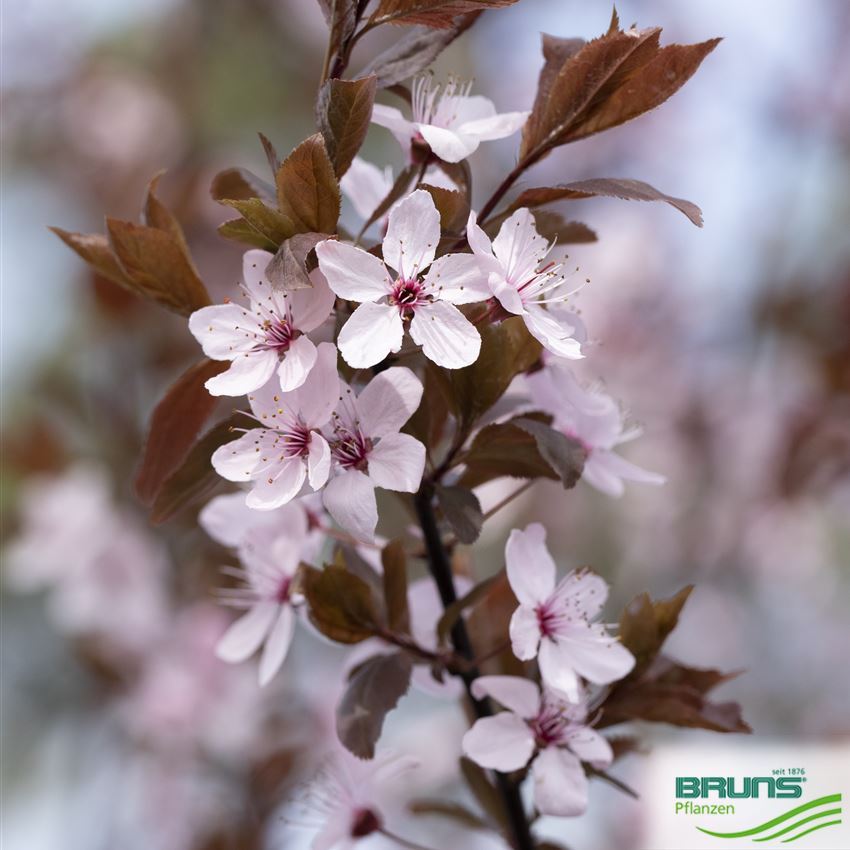 Prunus cerasifera 'Nigra', Blut-Pflaume von Bruns Pflanzen