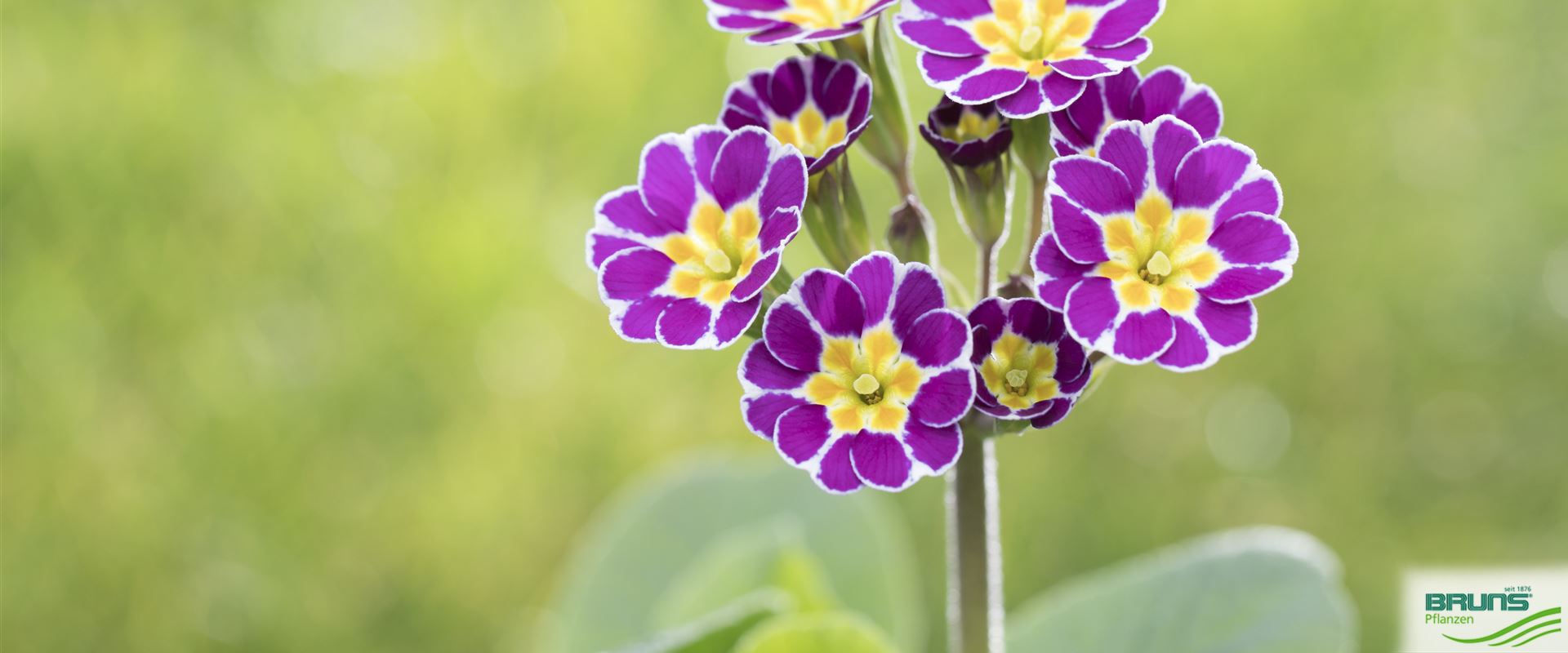 Primula rosea 'Grandiflora' von Bruns Pflanzen