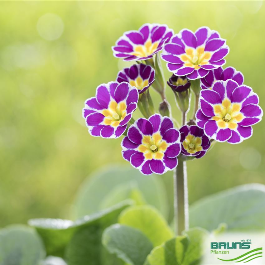 Primula rosea 'Grandiflora', Rosen-Primel von Bruns Pflanzen