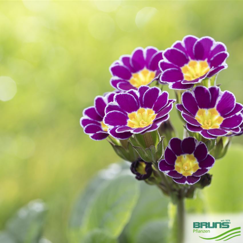 Primula rosea 'Grandiflora' von Bruns Pflanzen