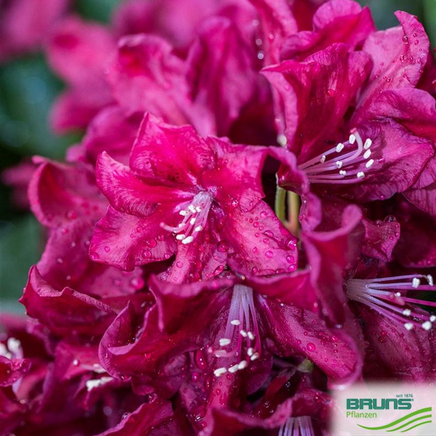 Rhododendron 'Anna Netrebko' von Bruns Pflanzen