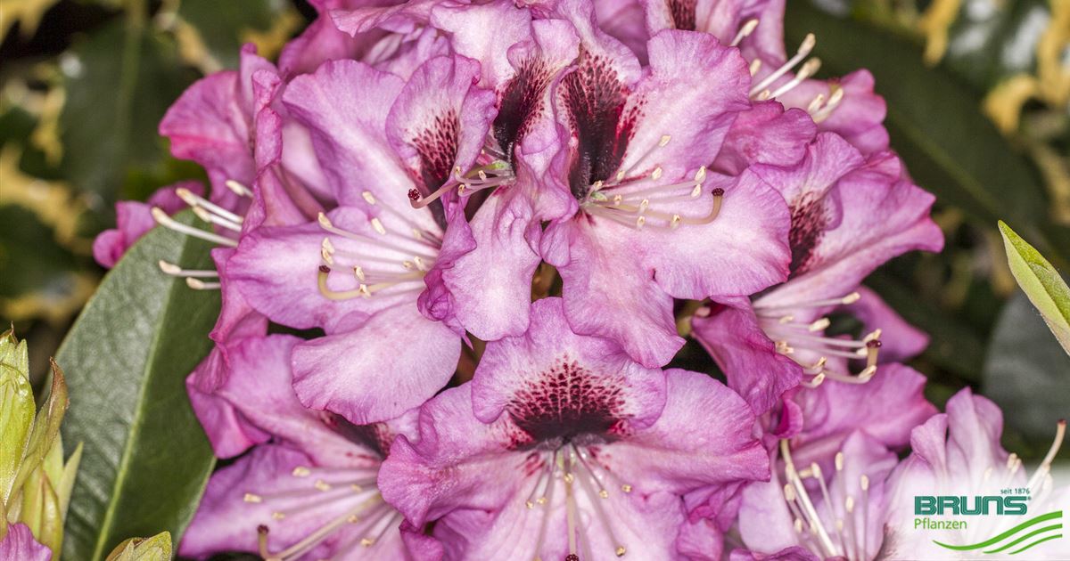 Rhododendron Inkarho (R) 'Kokardia' (R) von Bruns Pflanzen