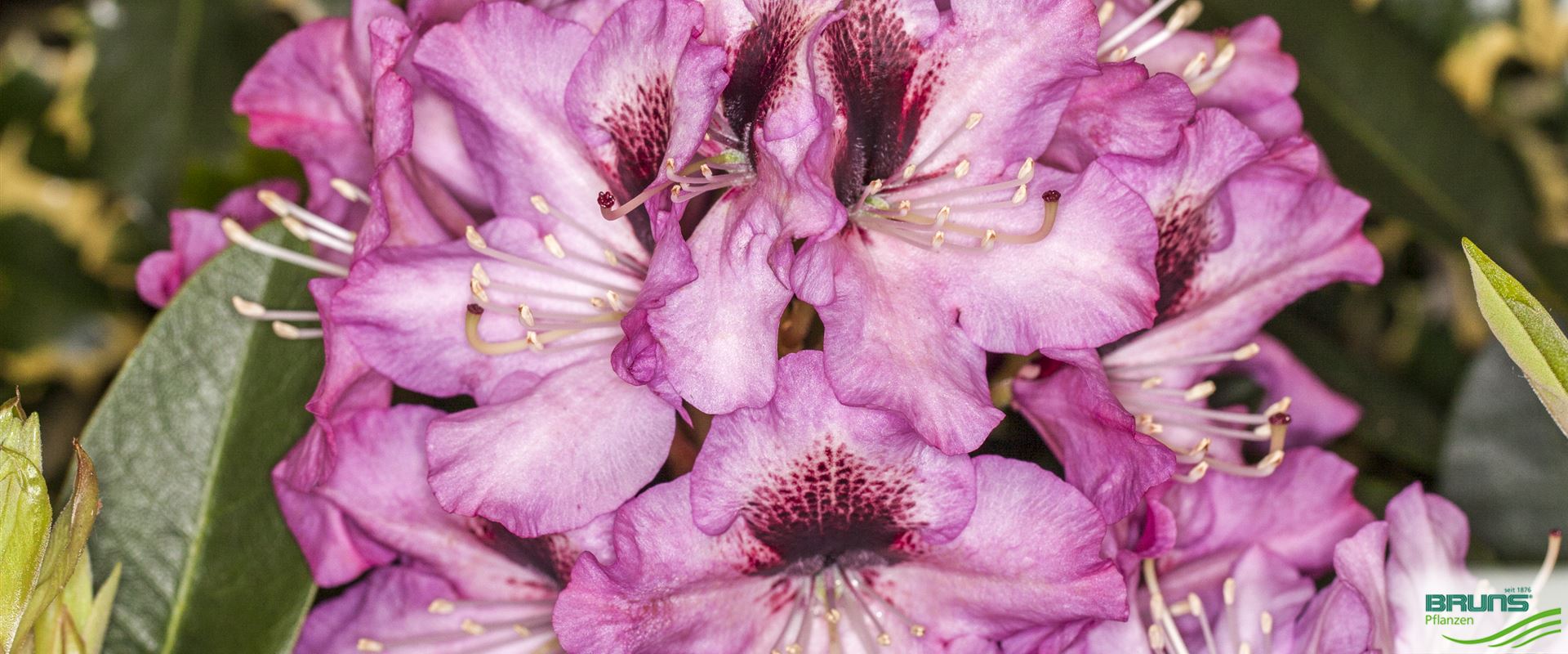Rhododendron Inkarho (R) 'Kokardia' (R) von Bruns Pflanzen