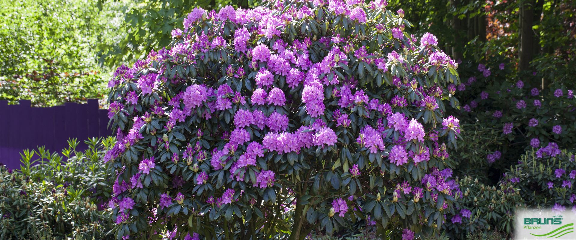 Rhododendron Inkarho (R) 'Roseum Elegans' von Bruns Pflanzen