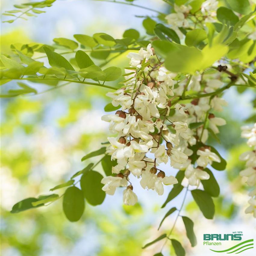 Robinia pseudoacacia 'Nyirsegi' von Bruns Pflanzen