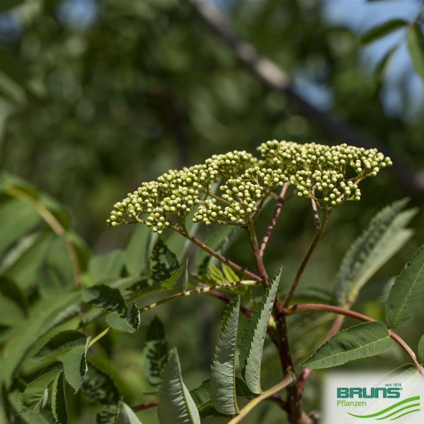 Sorbus decora, Showy mountain ash von Bruns Pflanzen