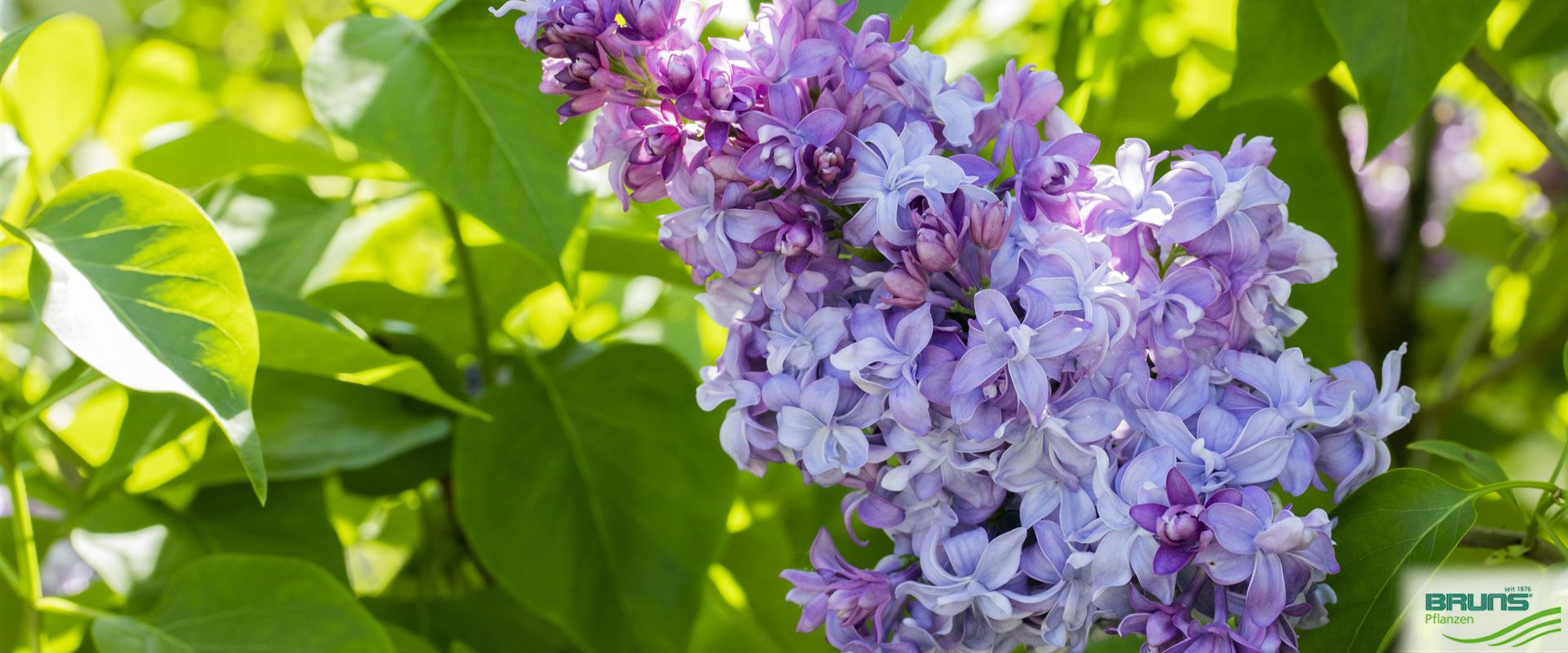 Syringa vulg. 'Nadeshda' von Bruns Pflanzen