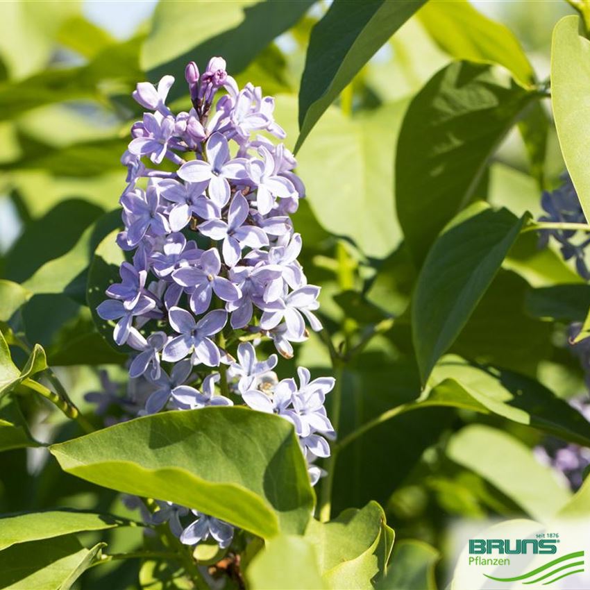 Syringa vulg. 'Pres. Lincoln' von Bruns Pflanzen