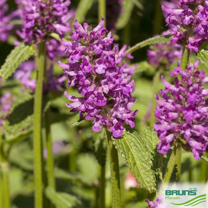 Stachys monnieri 'Hummelo' von Bruns Pflanzen