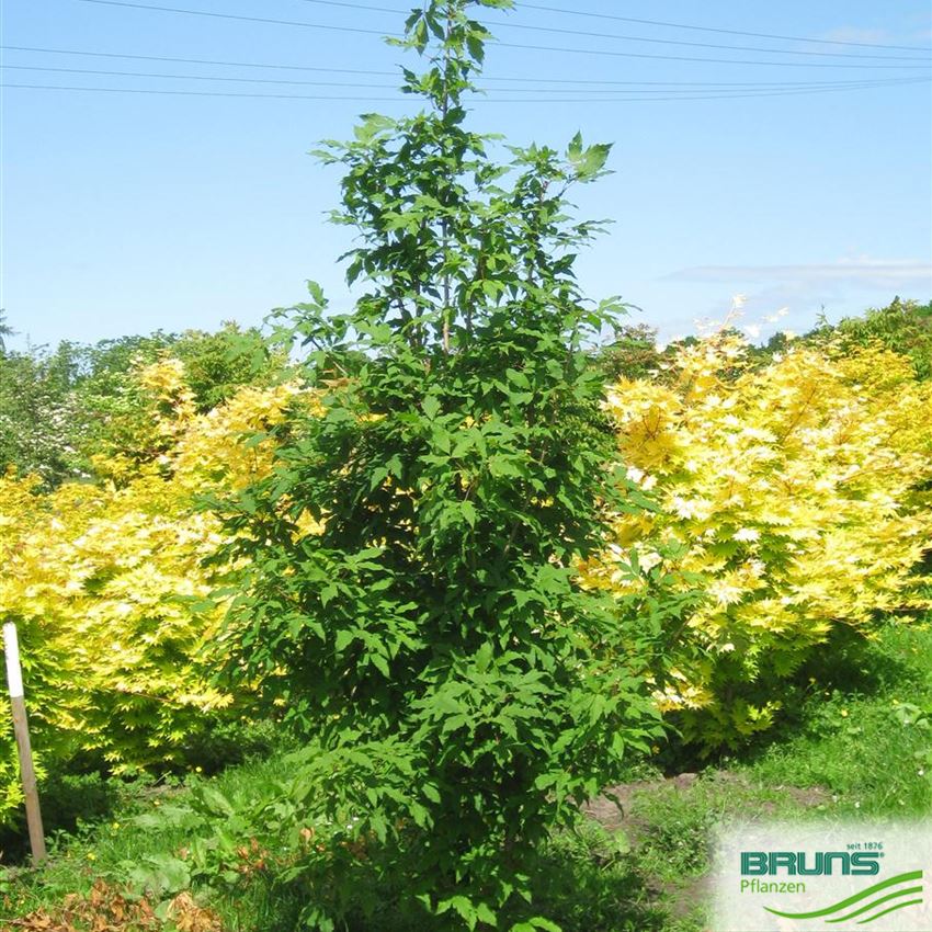 Acer triflorum, Three-flowered maple von Bruns Pflanzen