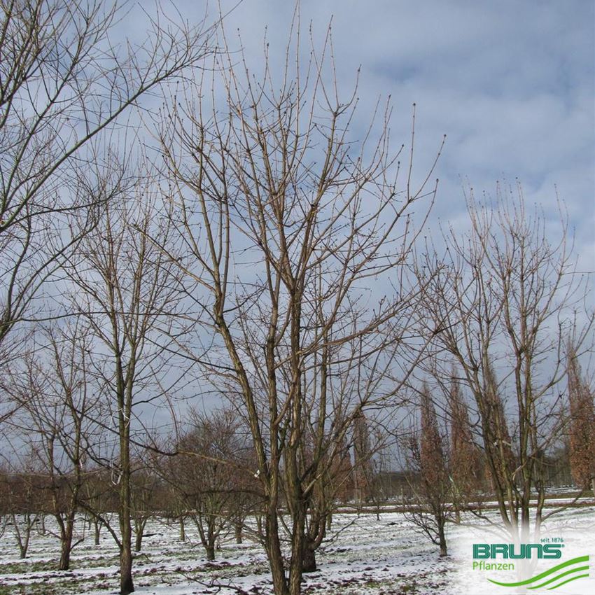 Acer triflorum, Dreiblütiger Ahorn von Bruns Pflanzen