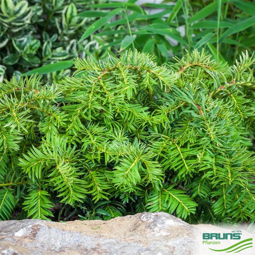 Taxus baccata 'Repandens', Kissen-Eibe, Tafel-Eibe von Bruns Pflanzen