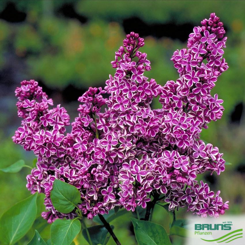 Syringa vulg. 'Sensation' von Bruns Pflanzen